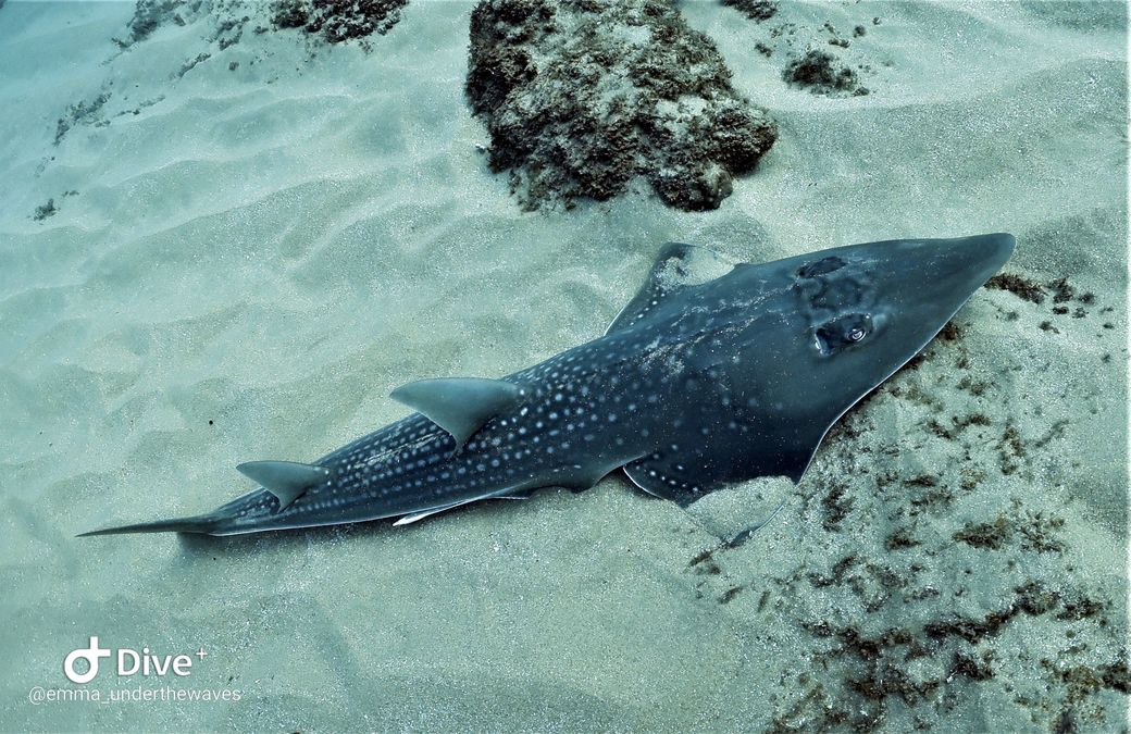 Sharks of Sodwana Bay | Field Notes