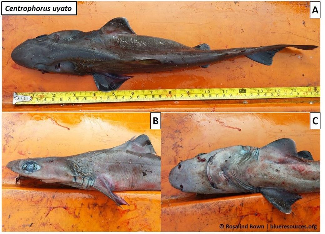 Sharks of the Abyss | Field Notes