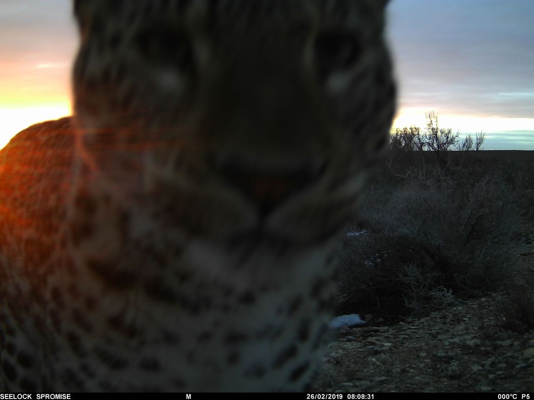 Connecting spots, connecting cultures through Persian leopard ...