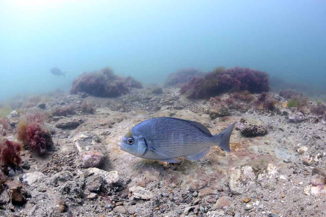 The Black Bream Project | Field Notes