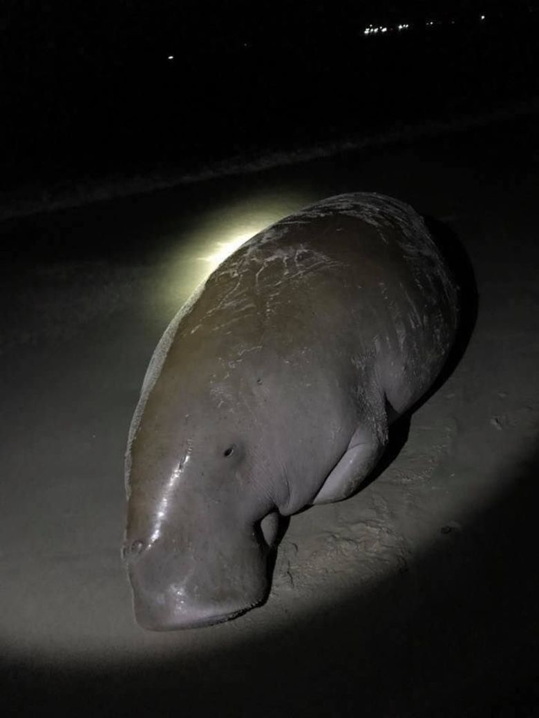 The Untold Tale of Dugong & Seagrass in Con Dao Archipelago | Field Notes