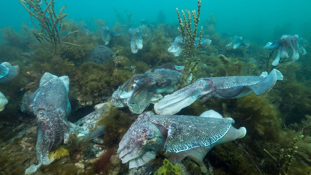 Great Southern Reef | Field Notes