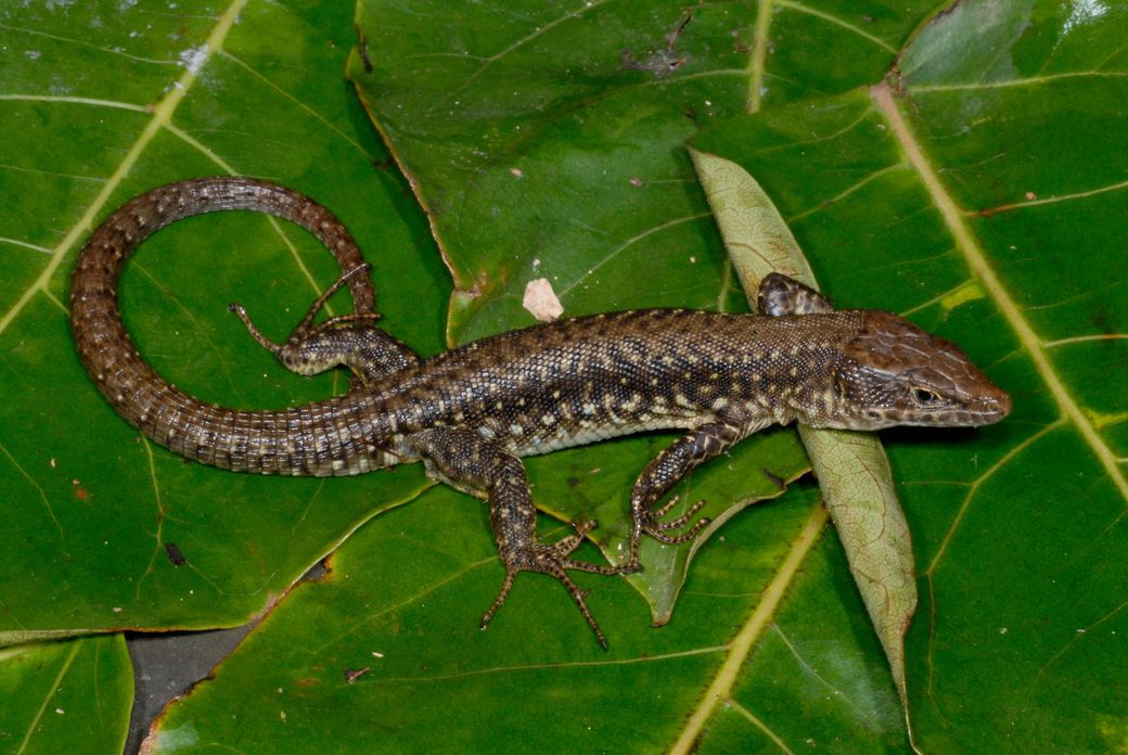 Congo Quest for New Species | Field Notes