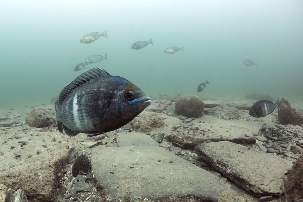 The Black Bream Project | Field Notes