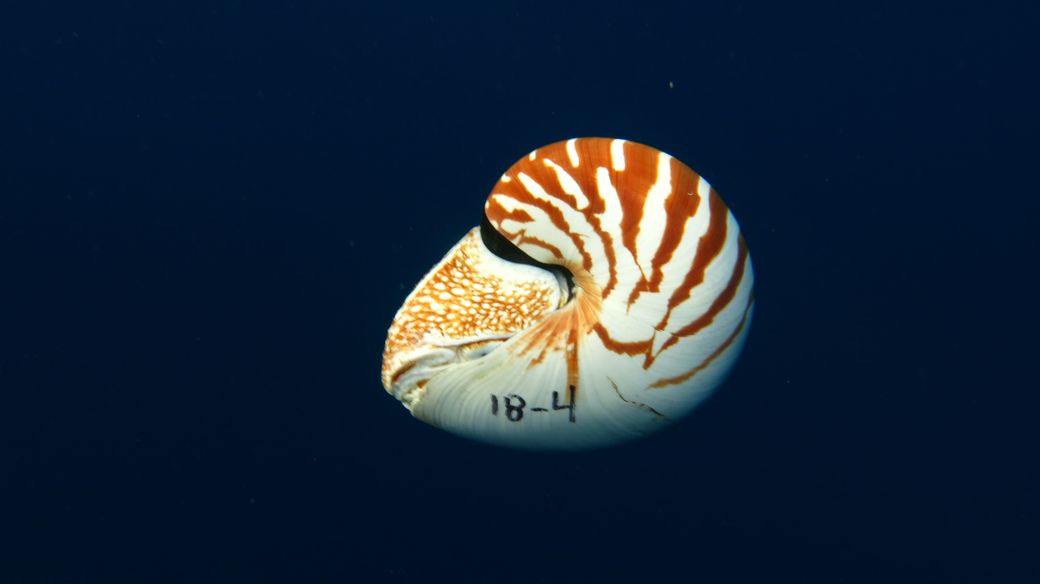 The Search for the Nautilus Egg | Field Notes