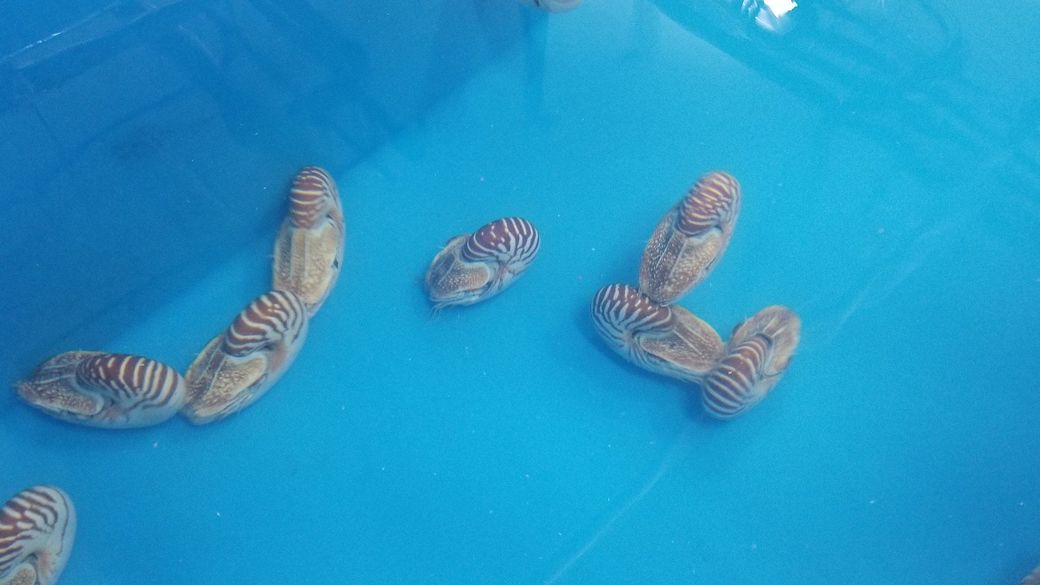 The Search for the Nautilus Egg | Field Notes