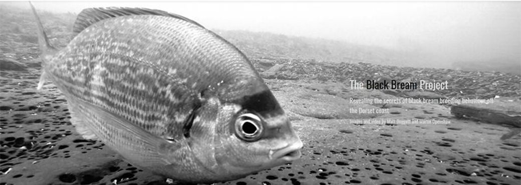 The Black Bream Project | Field Notes