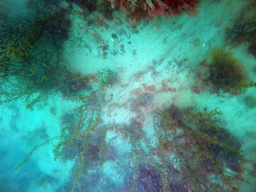 The Black Bream Project | Field Notes