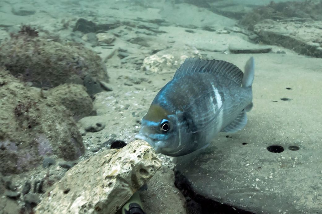 The Black Bream Project | Field Notes