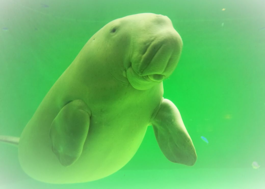 The Untold Tale of Dugong & Seagrass in Con Dao Archipelago | Field Notes