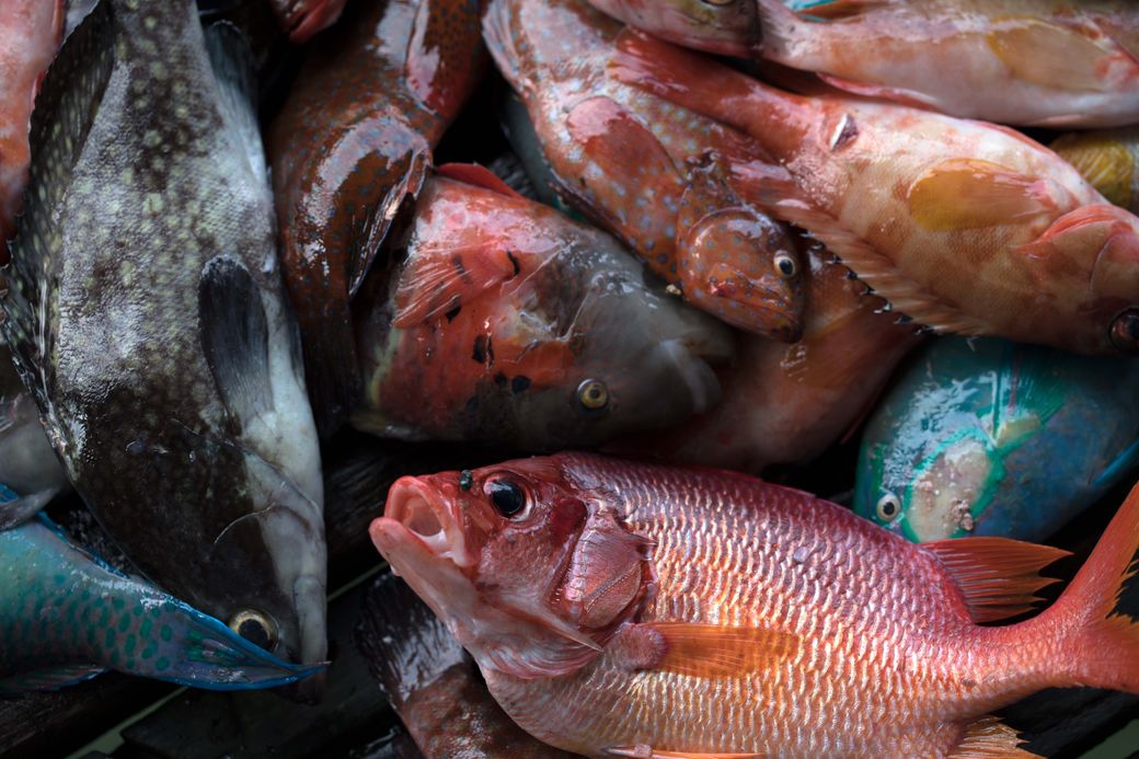 Life & Time of Sama-Bajau Fishers | Field Notes