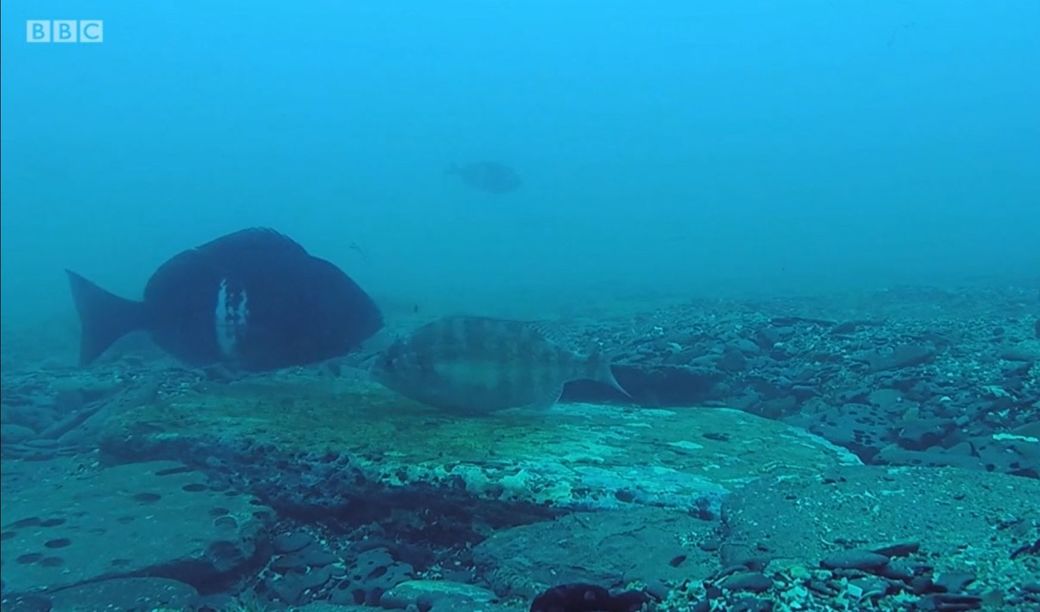 The Black Bream Project | Field Notes