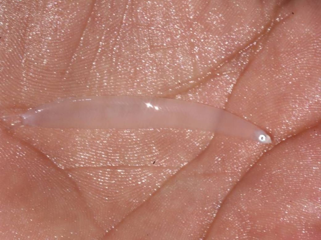 Conservation of a Prehistoric Fish | Field Notes