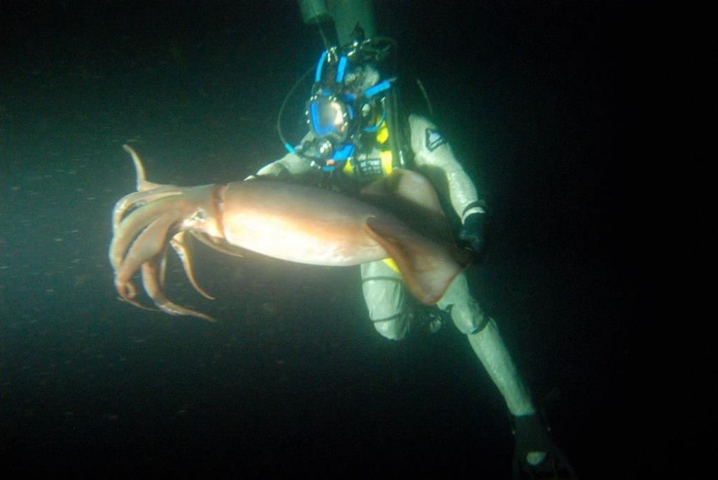 The Secret Lives of Shell Dwelling Octopuses | Field Notes