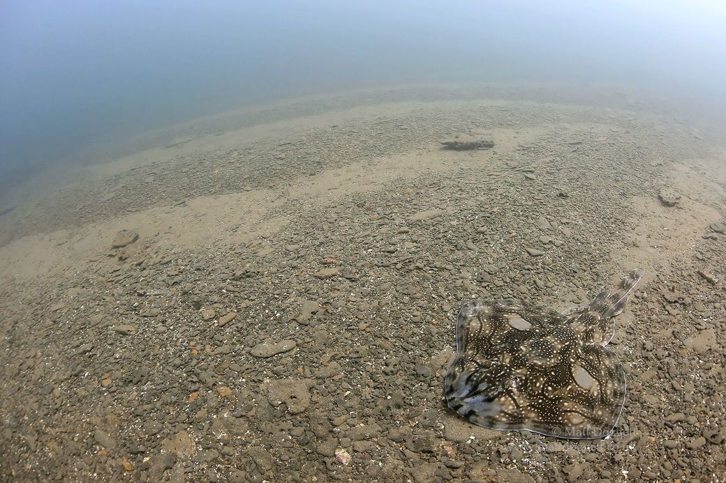 The Black Bream Project | Field Notes