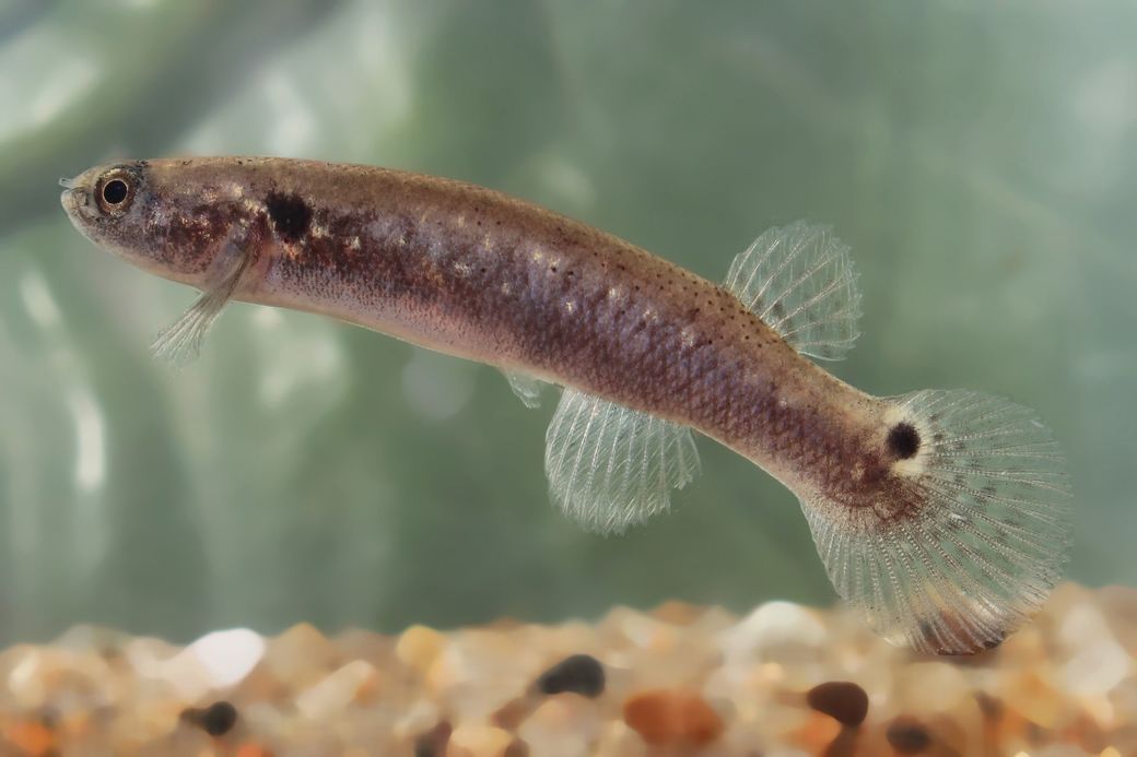 The Mangrove Killifish | Field Notes