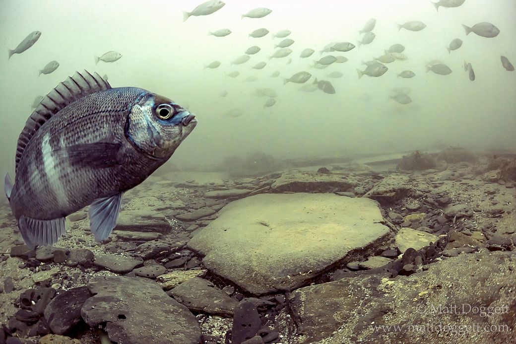 The Black Bream Project | Field Notes