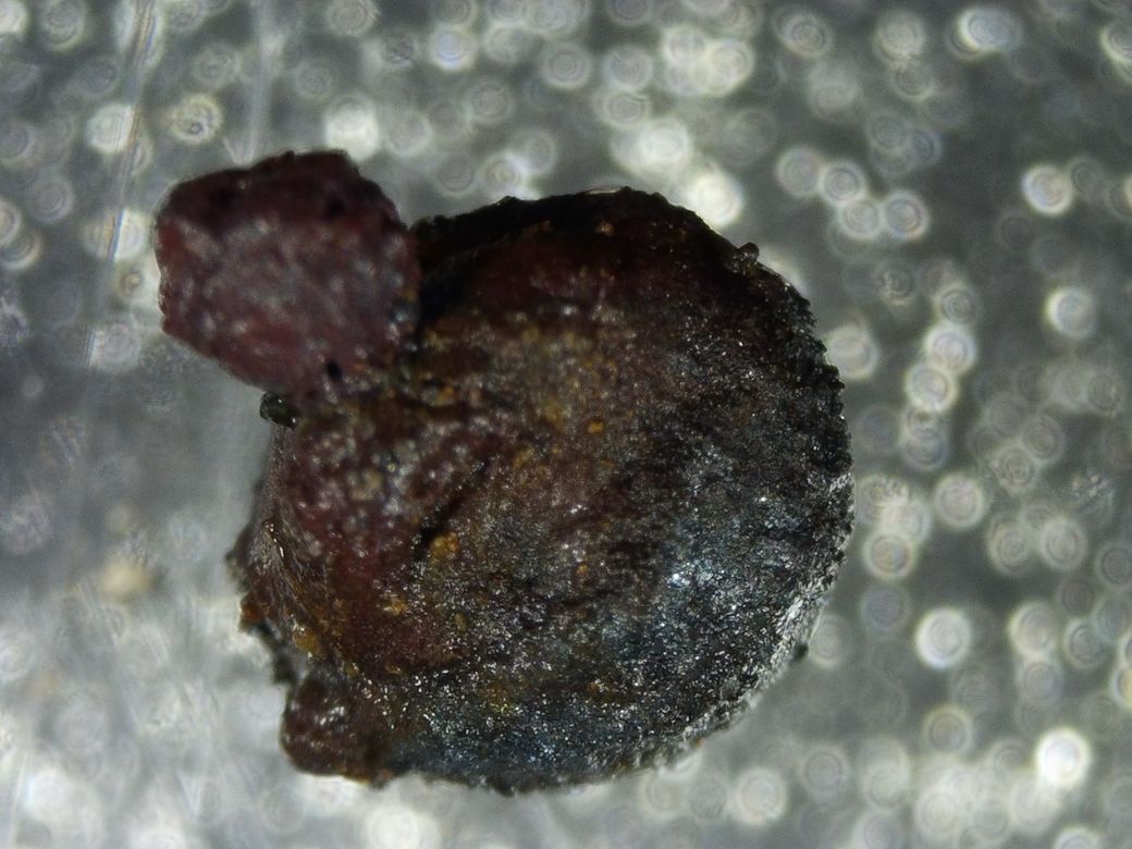 The Aquarius Project: The First Student-Driven Underwater Meteorite ...