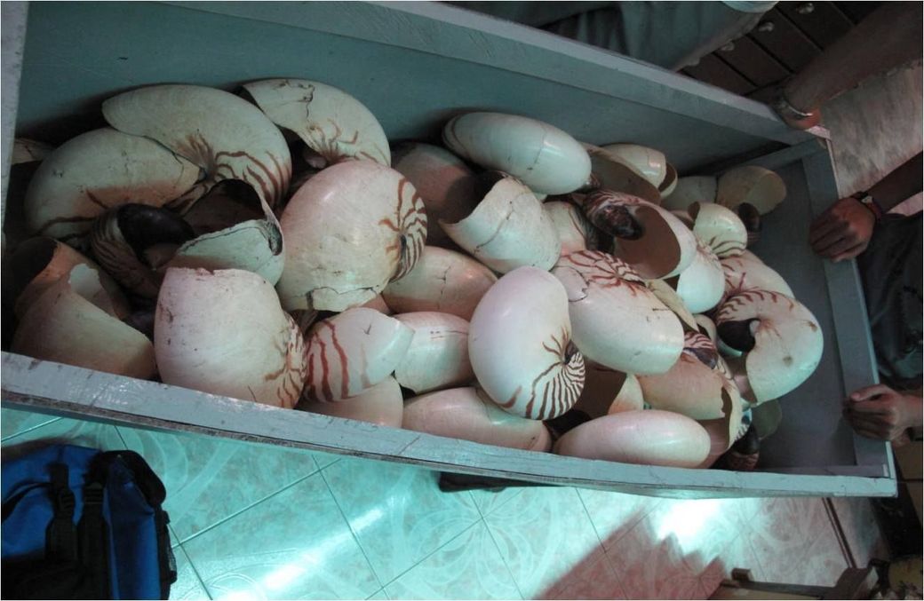 The Search for the Nautilus Egg | Field Notes