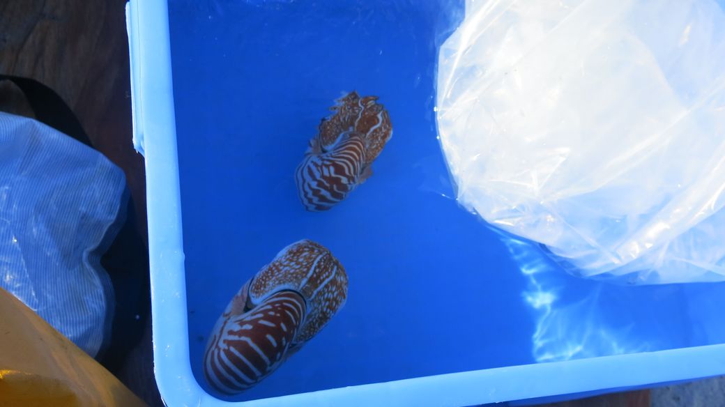 The Search for the Nautilus Egg | Field Notes