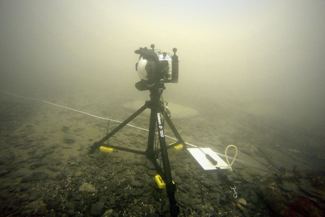 The Black Bream Project | Field Notes