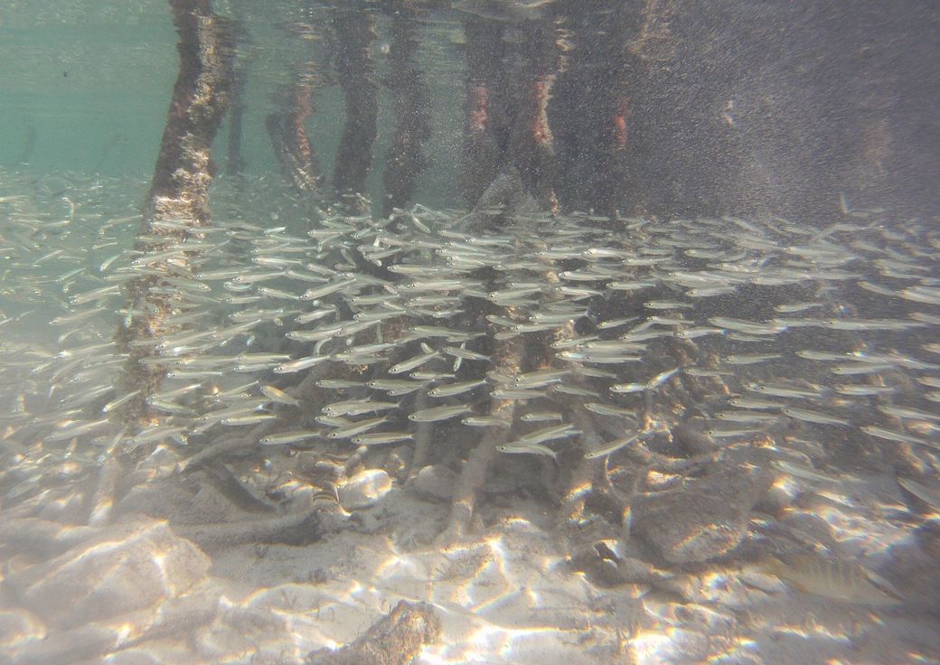 Conservation of a Prehistoric Fish | Field Notes