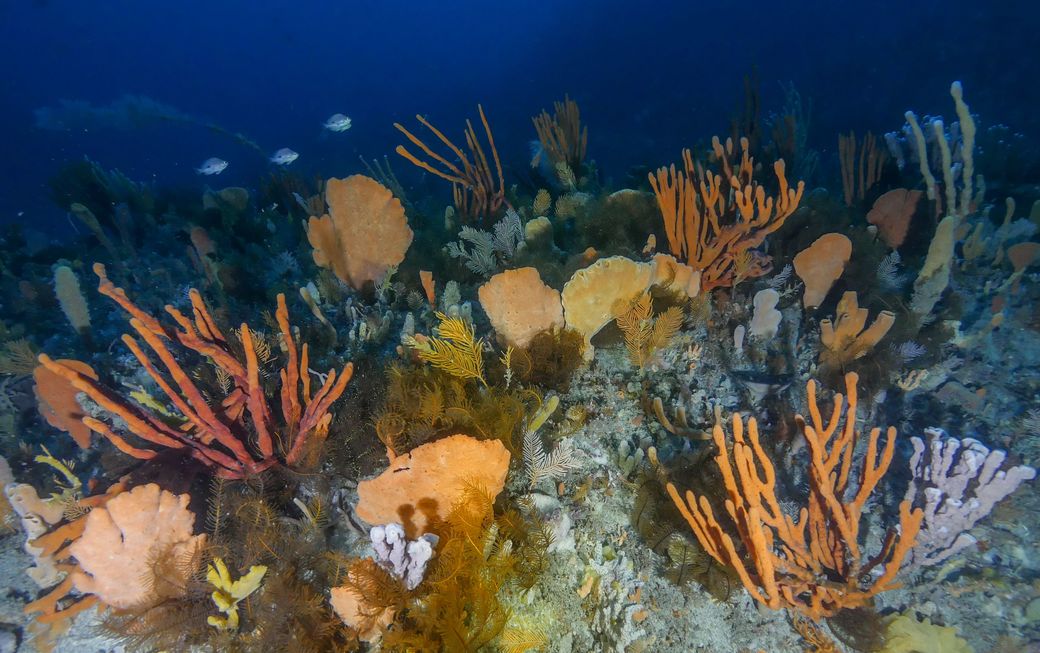 Great Southern Reef | Field Notes