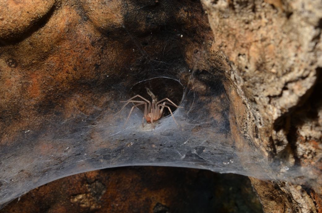 Cave Arachnids of the Levant | Field Notes