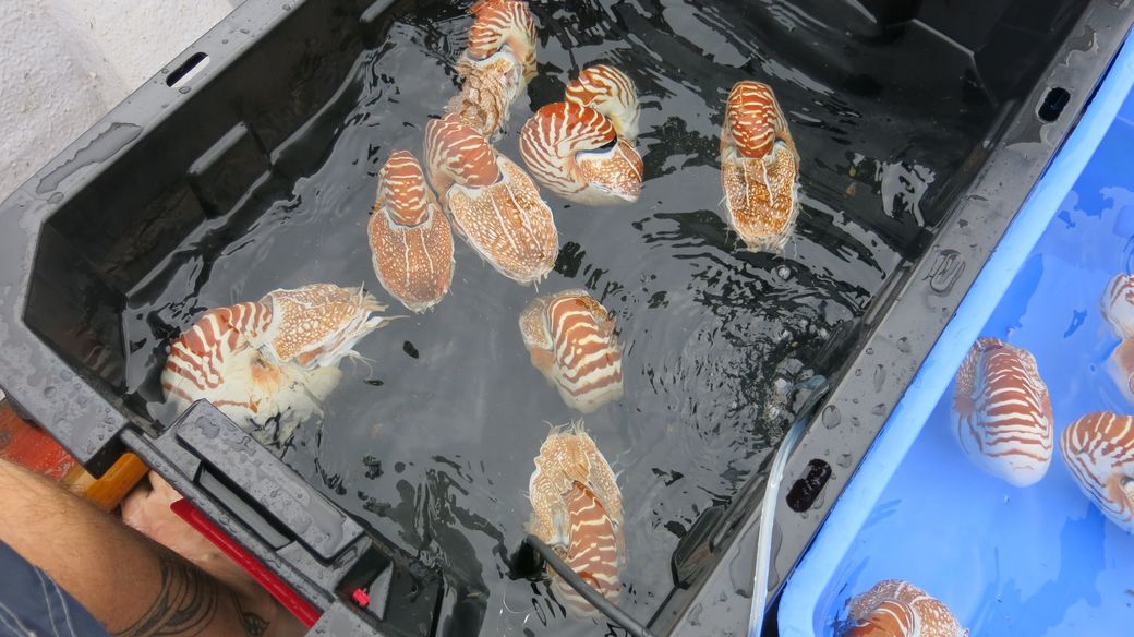 The Search for the Nautilus Egg | Field Notes