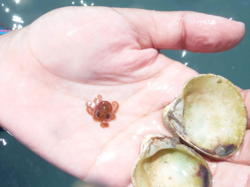 The Secret Lives of Shell Dwelling Octopuses | Field Notes