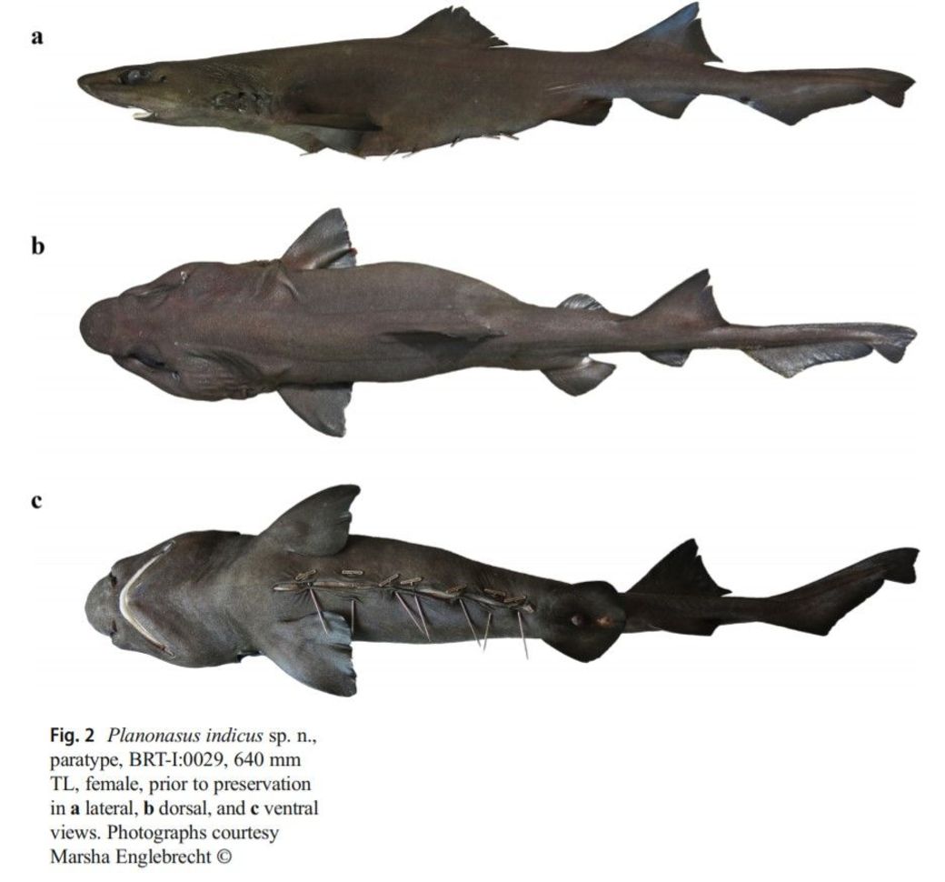 Sharks of the Abyss | Field Notes
