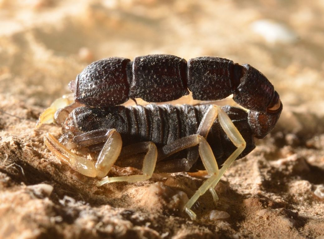 Cave Arachnids of the Levant | Field Notes