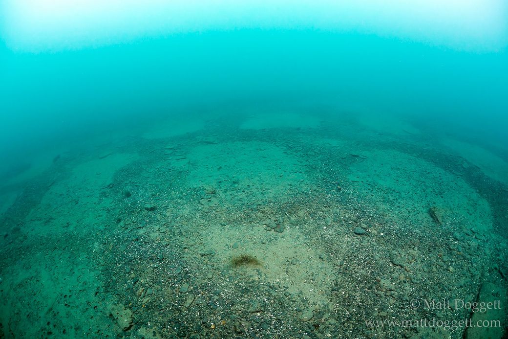 The Black Bream Project | Field Notes