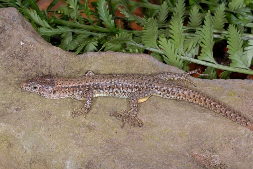 Congo Quest for New Species | Field Notes