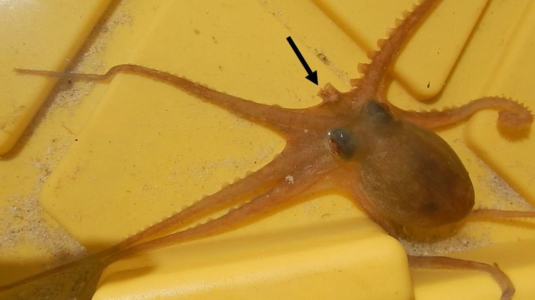 The Secret Lives of Shell Dwelling Octopuses | Field Notes