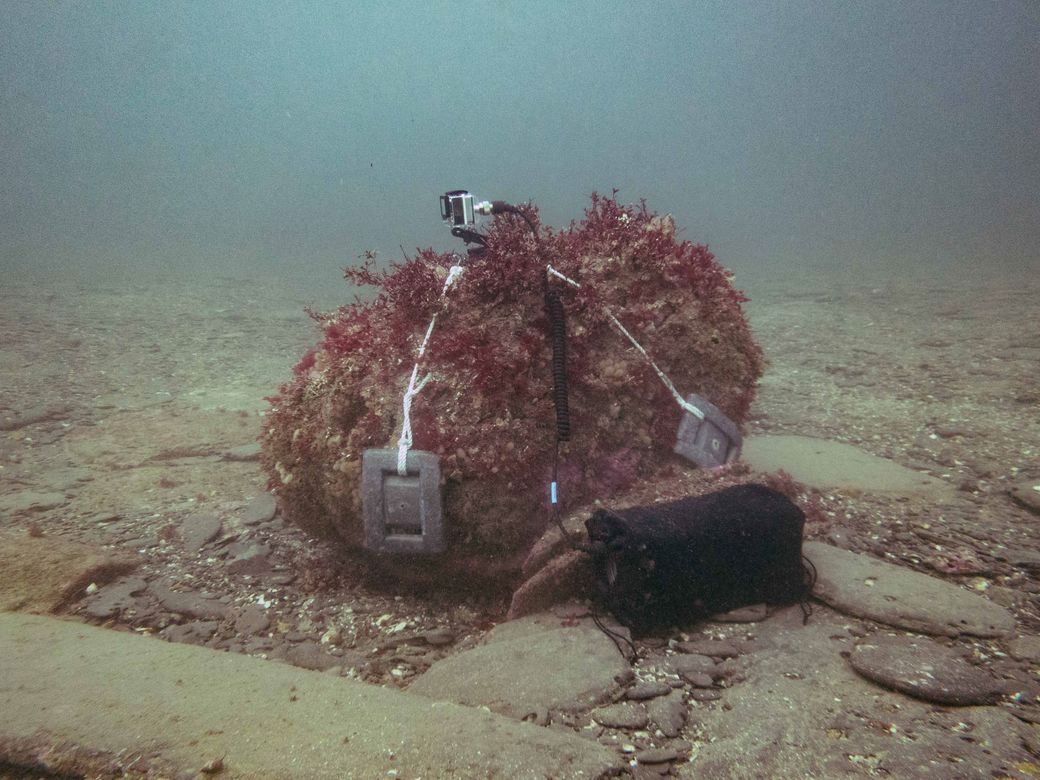 The Black Bream Project | Field Notes