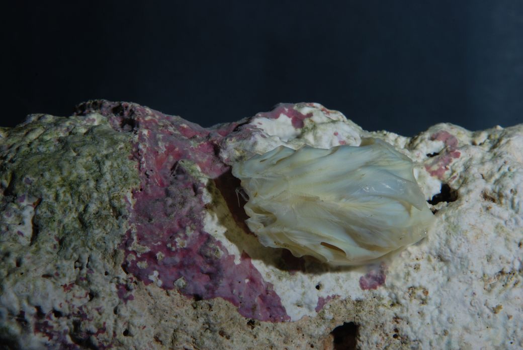 The Search for the Nautilus Egg | Field Notes