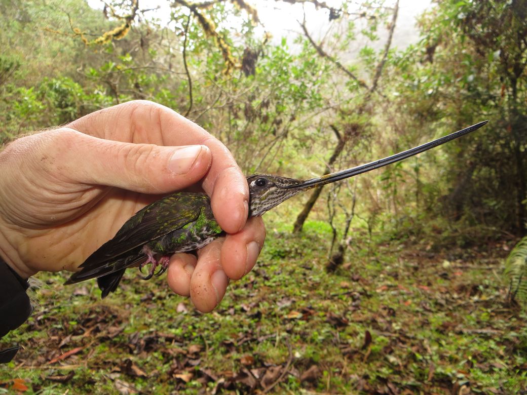 Tracking Andean Birds | Field Notes