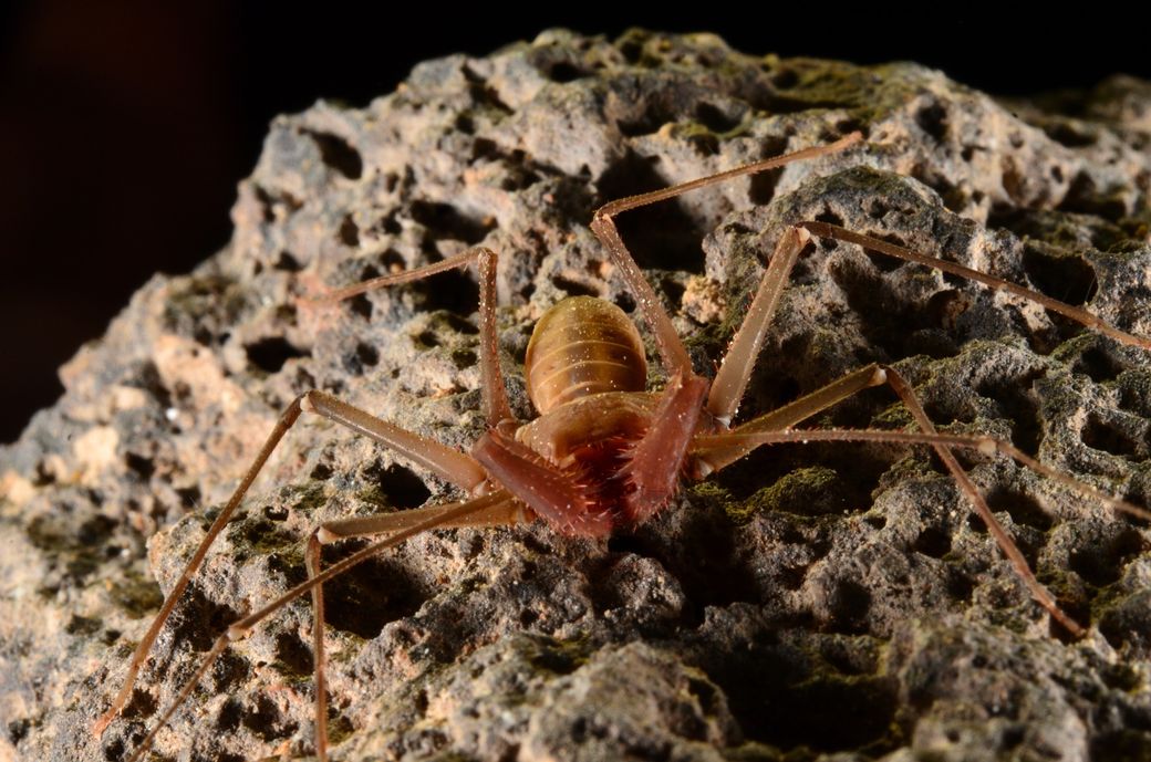 Cave Arachnids of the Levant | Field Notes
